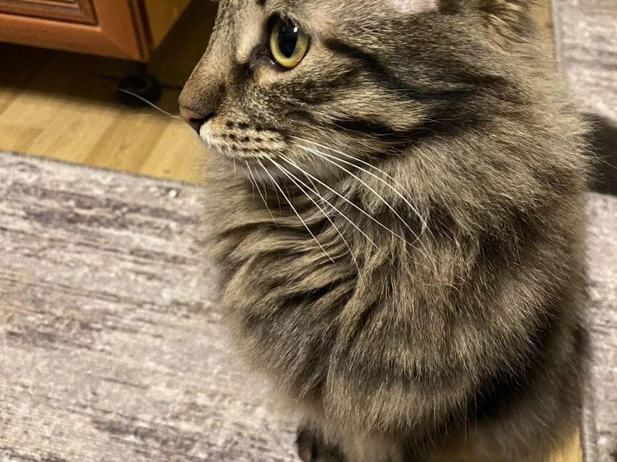 Тигр ищет дом