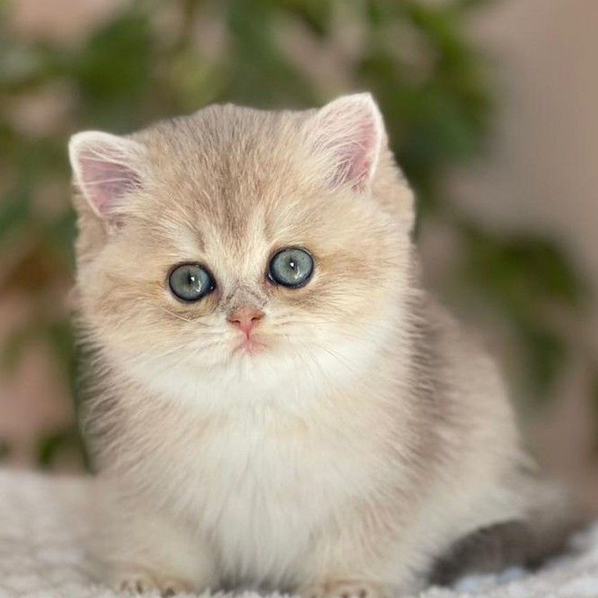 Британская шиншилла голубое золото