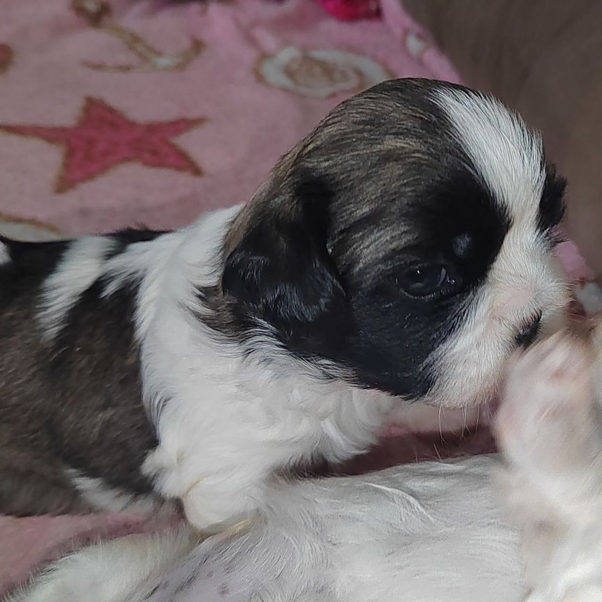 Ши-тцу, щенок