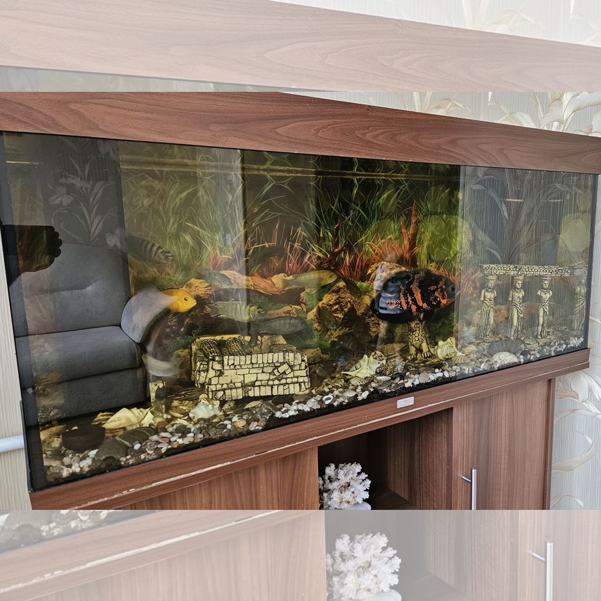 Аквариум с тумбой Juwel Rio 240 и рыбками