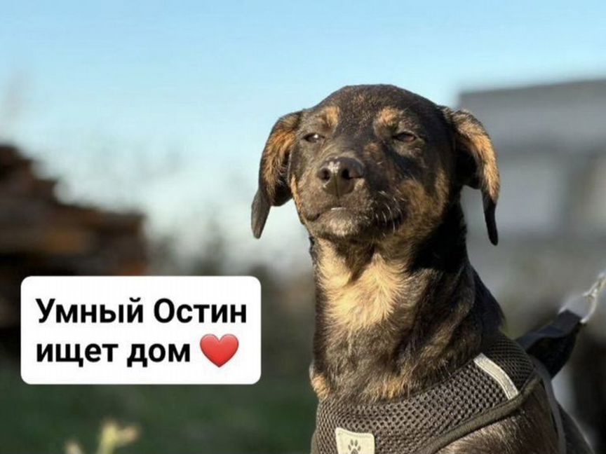 Умный щенок Остин в дар