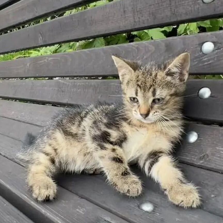 Европейский короткошёрстный котёнок