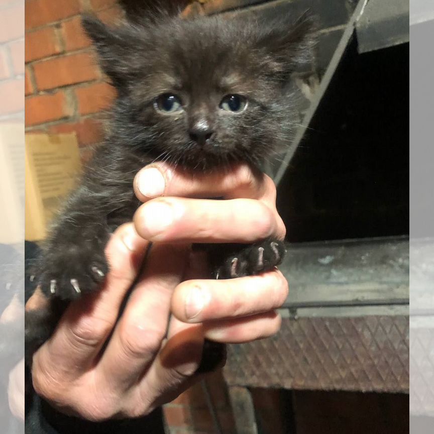 Котенок в добрые руки