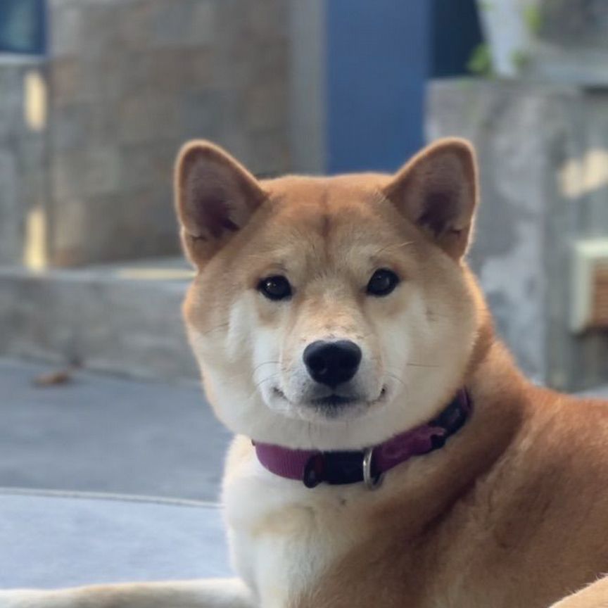 Вязка кобель Сиба ину