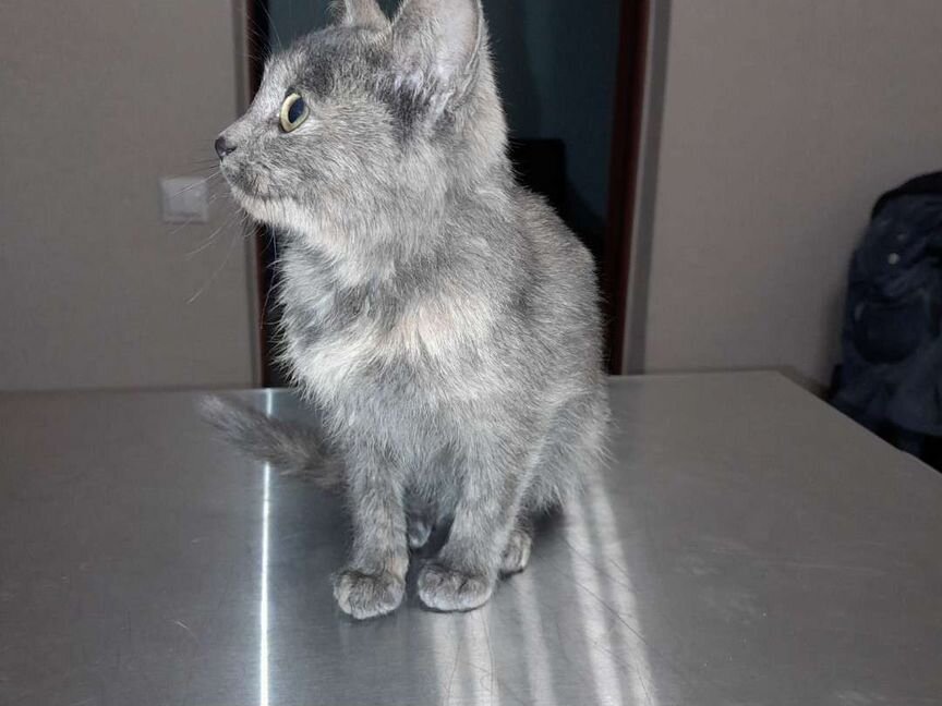 Кошка в дар бесплатно
