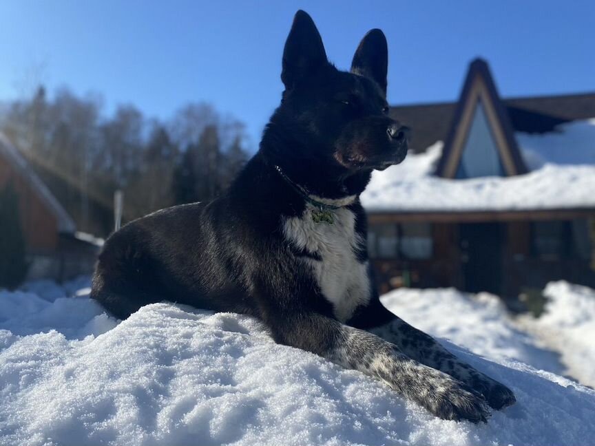 Собака бесплатно в добрые руки