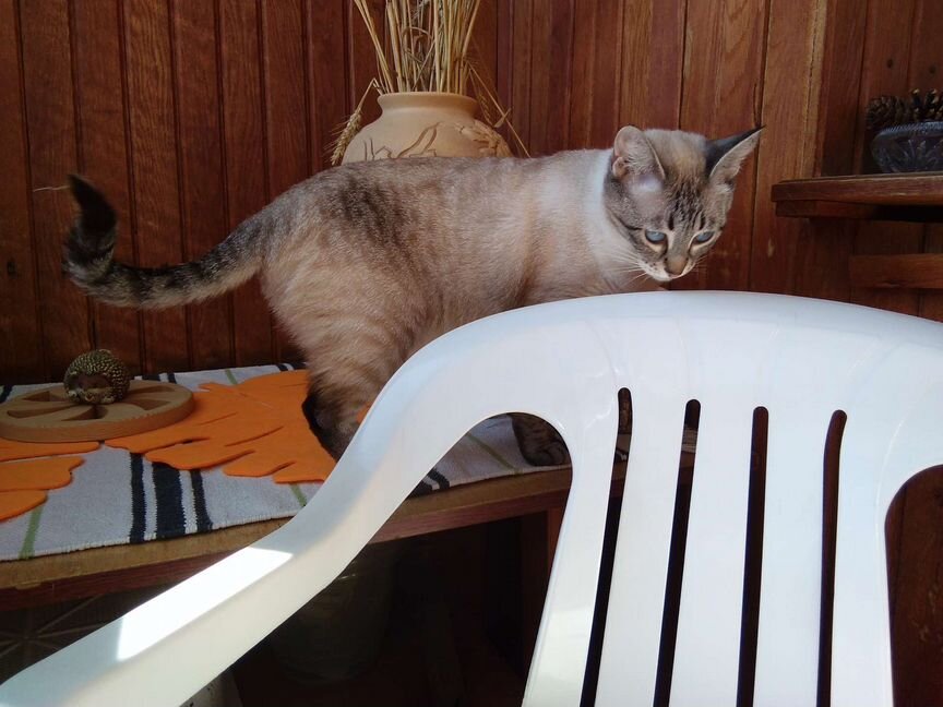 Алтайская голубоглазая кошка