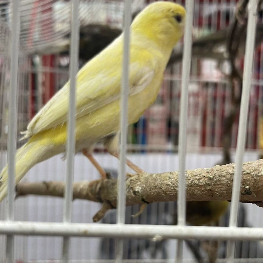 Канарейки девочки