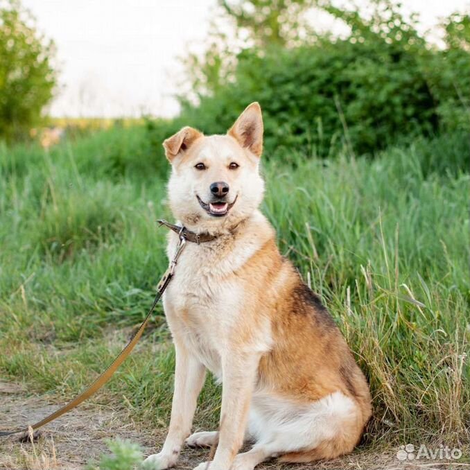 Игривая собачка Лиза в поисках дома