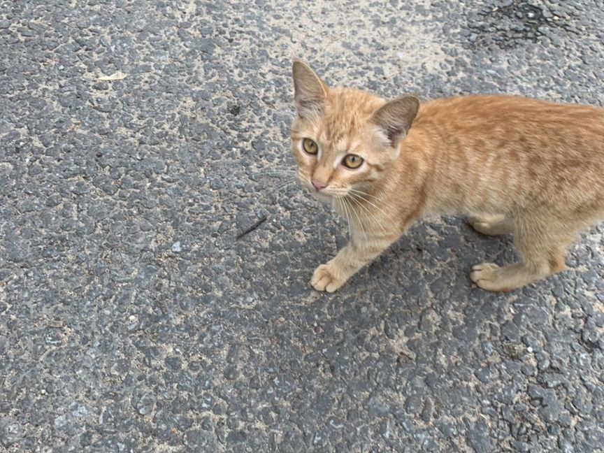 Котенок в добрые руки