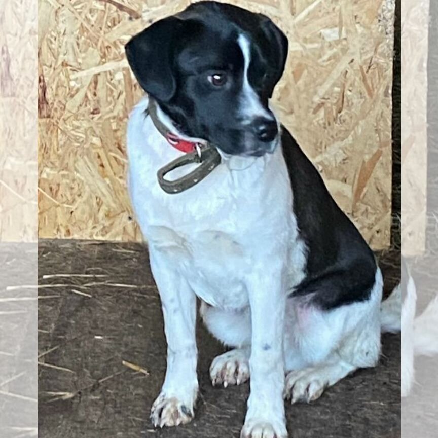 Щенок в добрые руки