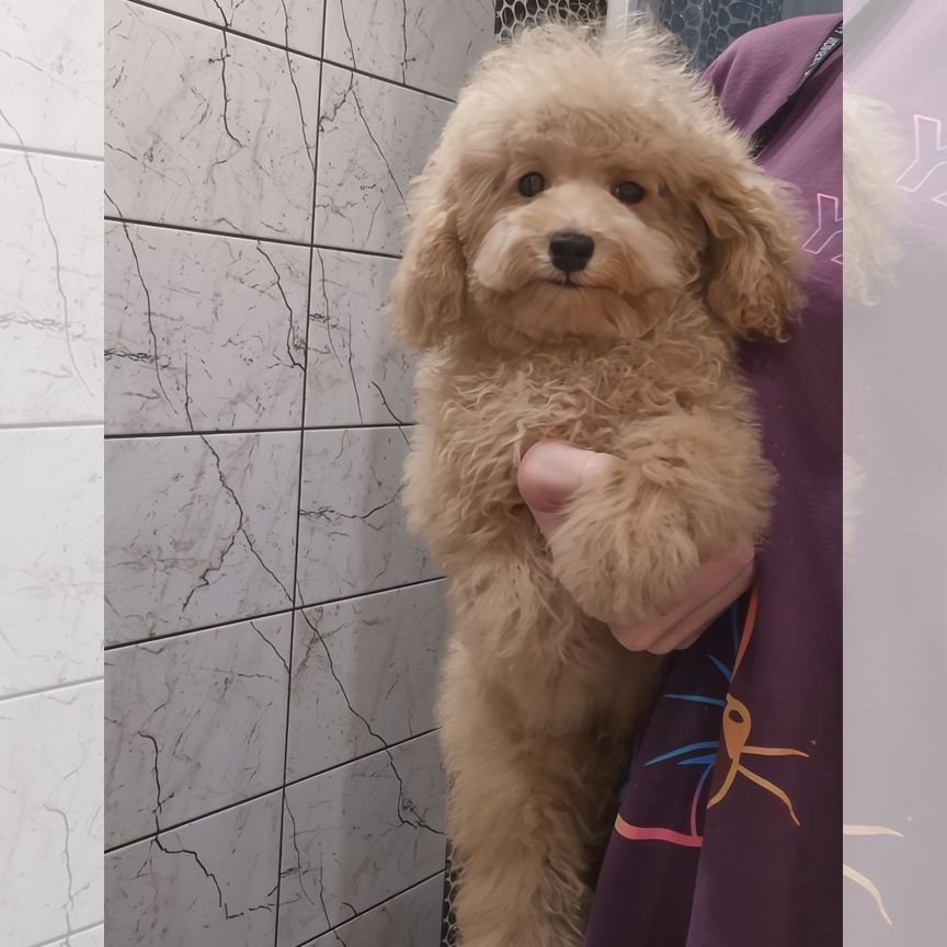 Той-пудель, щенок