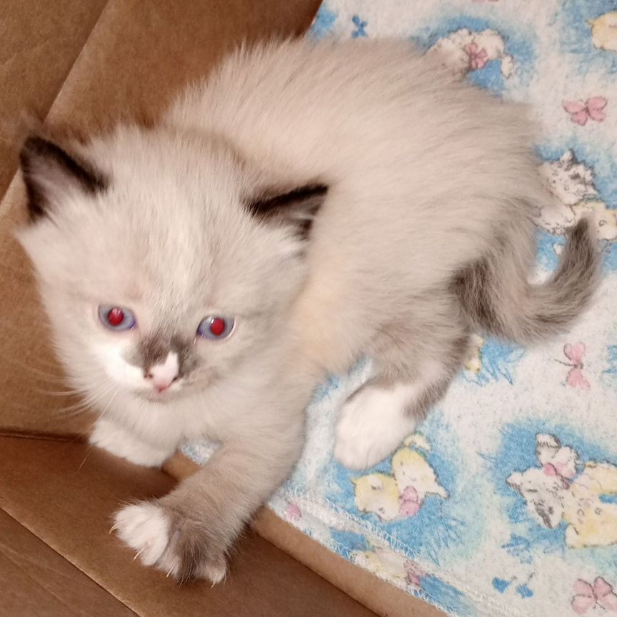 Котёнок в добрые руки