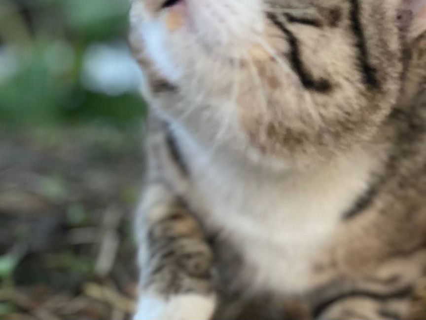 Кот Ласкуша