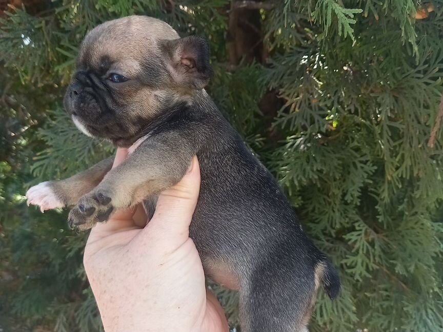 Мини французики