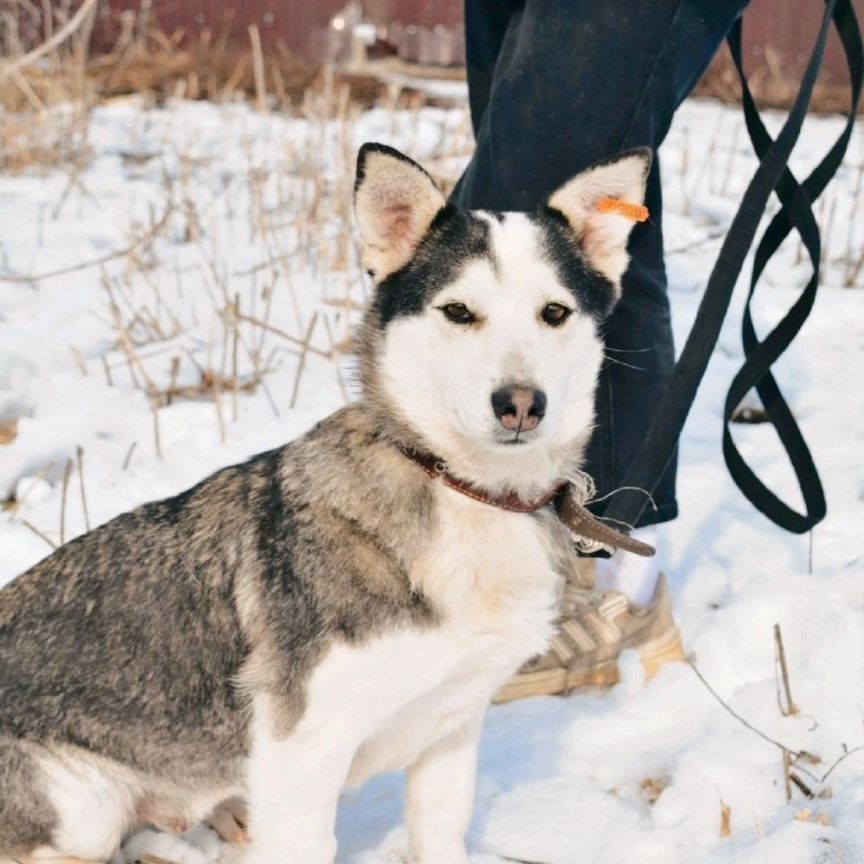 Небольшая собачка в добрые руки