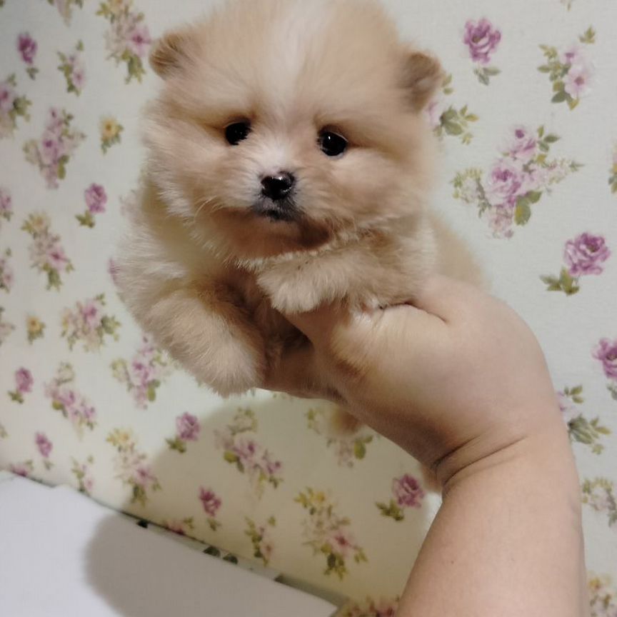 Супер мини померашки