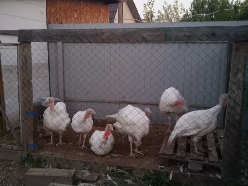 Мясо индюка бройлеров и курей бройлерных