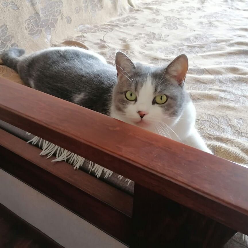 Воспитанная Ляля в дар