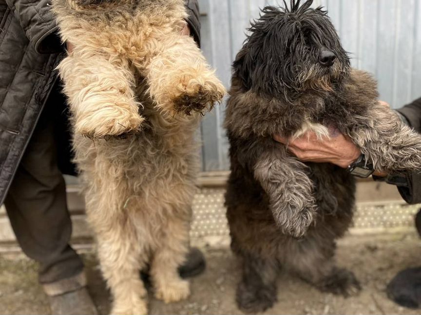 Стелла и Белла