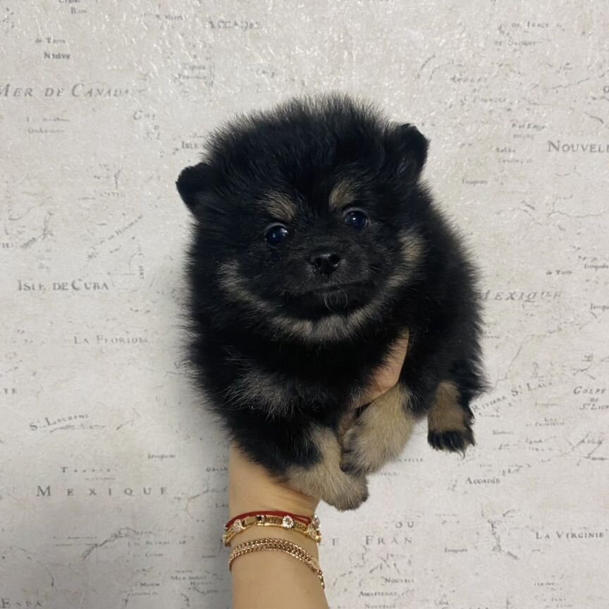 Миниатюрные яркие малыши шпицы