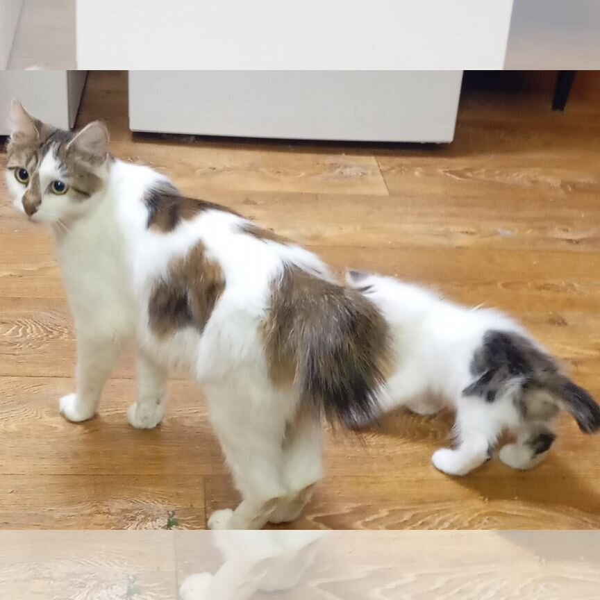 Курильский бобтейл длинношёрстный котёнок