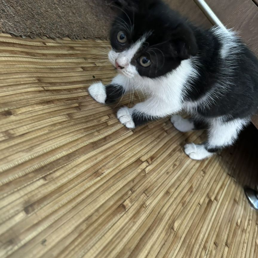 Отдам в добрые руки