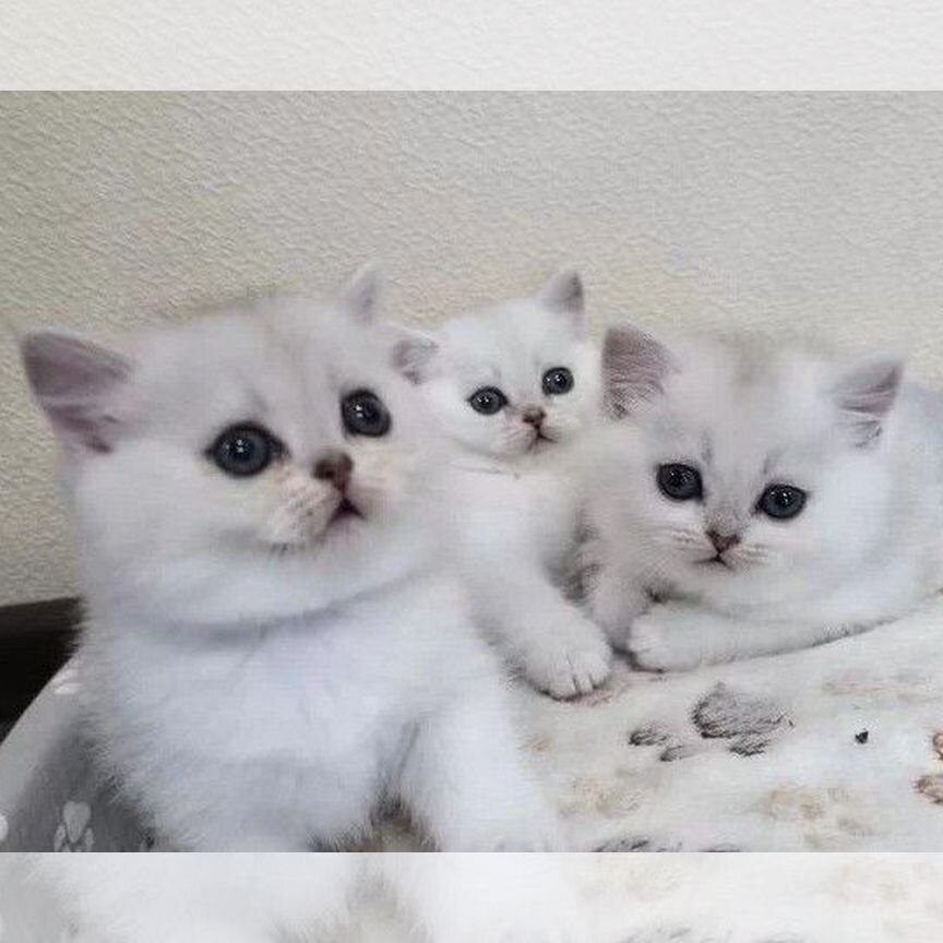 Шотландский прямоухий короткошёрстный котёнок