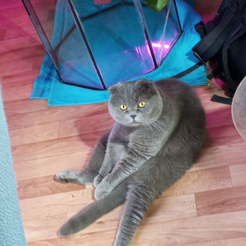 Кот британец