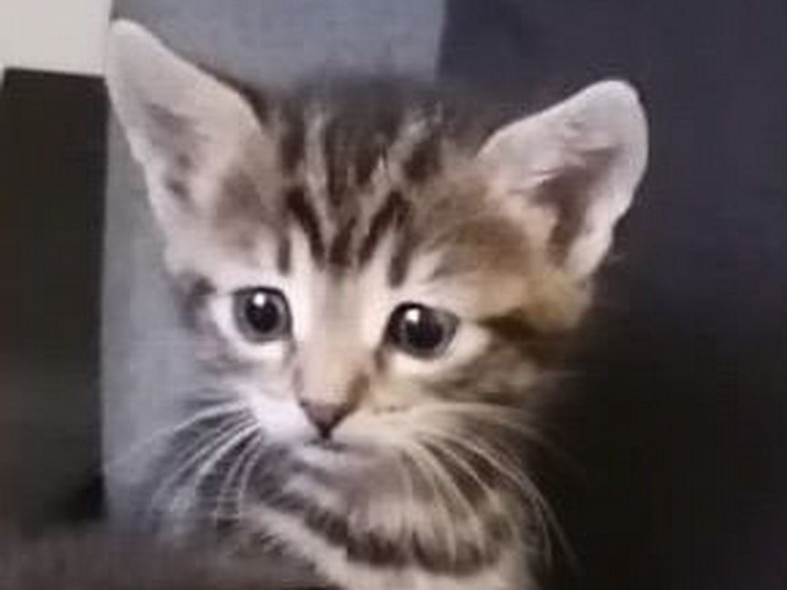 Маленький котенок Юляша из приюта ищет дом