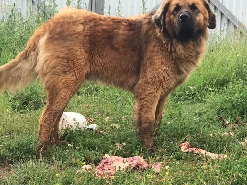 Чудесный пёс ищет семью