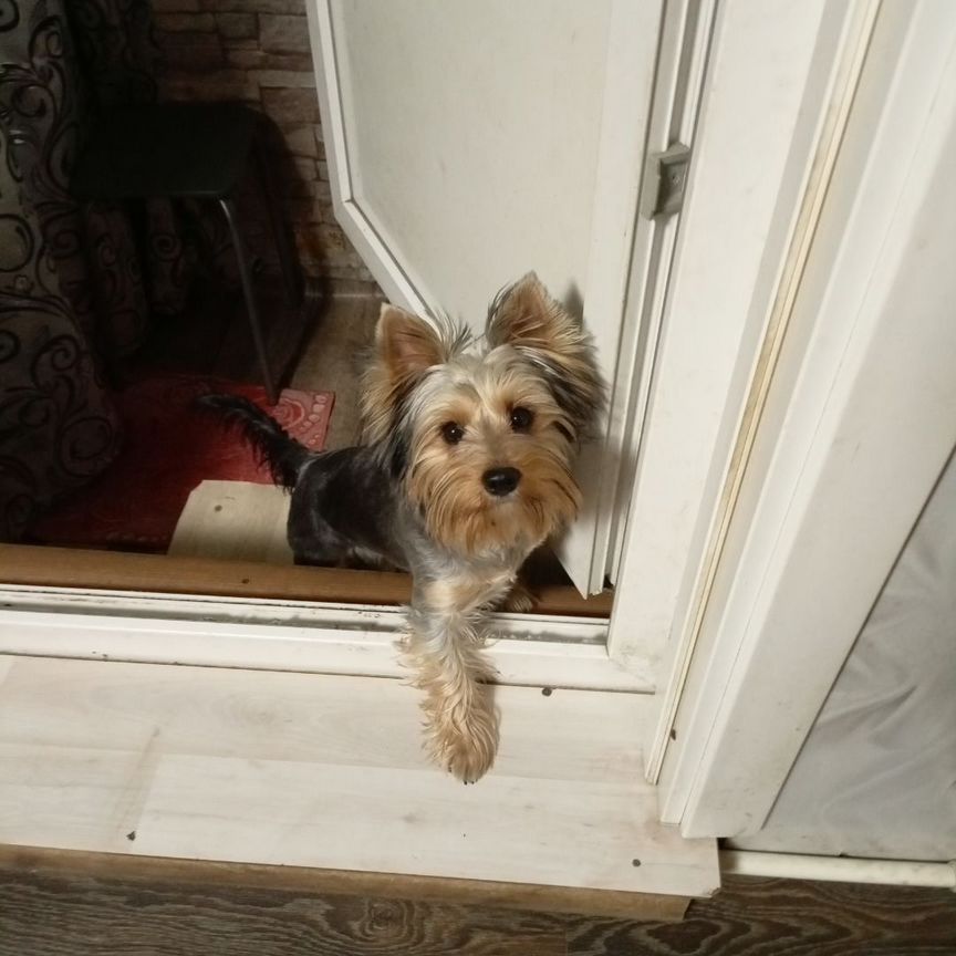 Йоркширский терьер