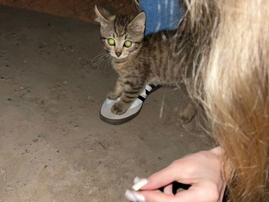 Котята в добрые руки