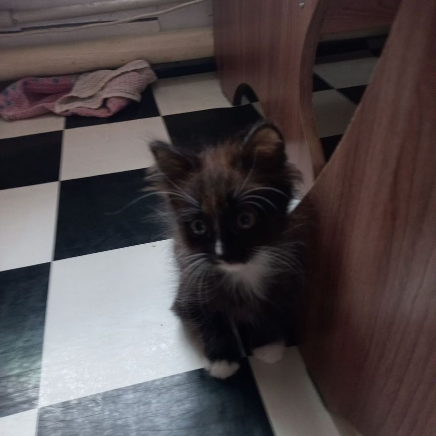 Котик-Мальчик мохнатый