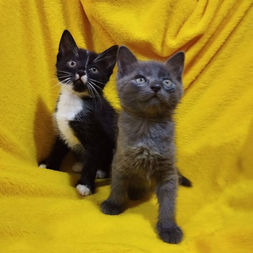 Три сыночка и лапочка дочка