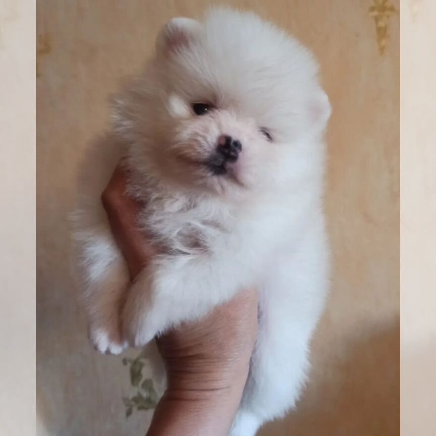 Померанский шпиц, щенок