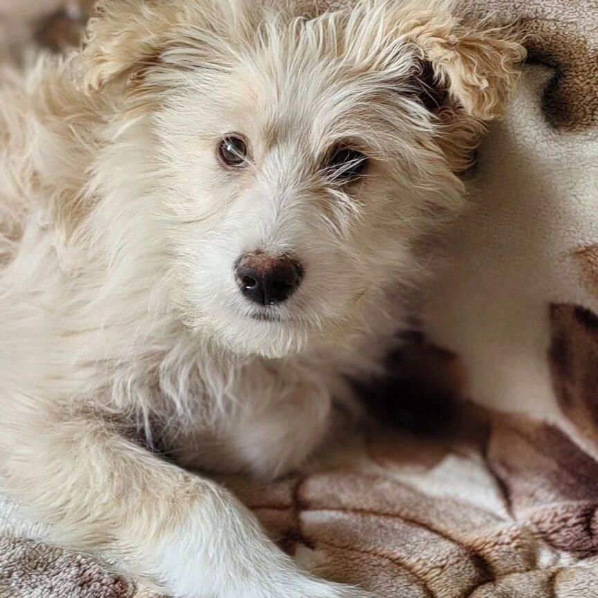 Интересный ласковый Беляш