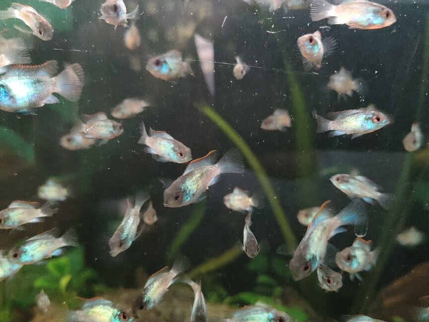 Нанакара электрик блю