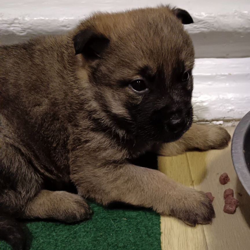 Отдам в хорошие руки щенков, мальчик и девочка