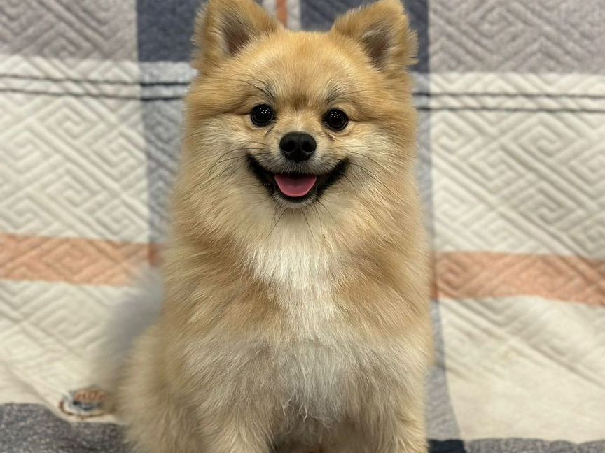 Вязка собак шпиц г. Озерск