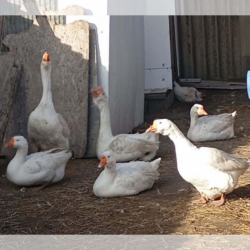 Гуси домашние