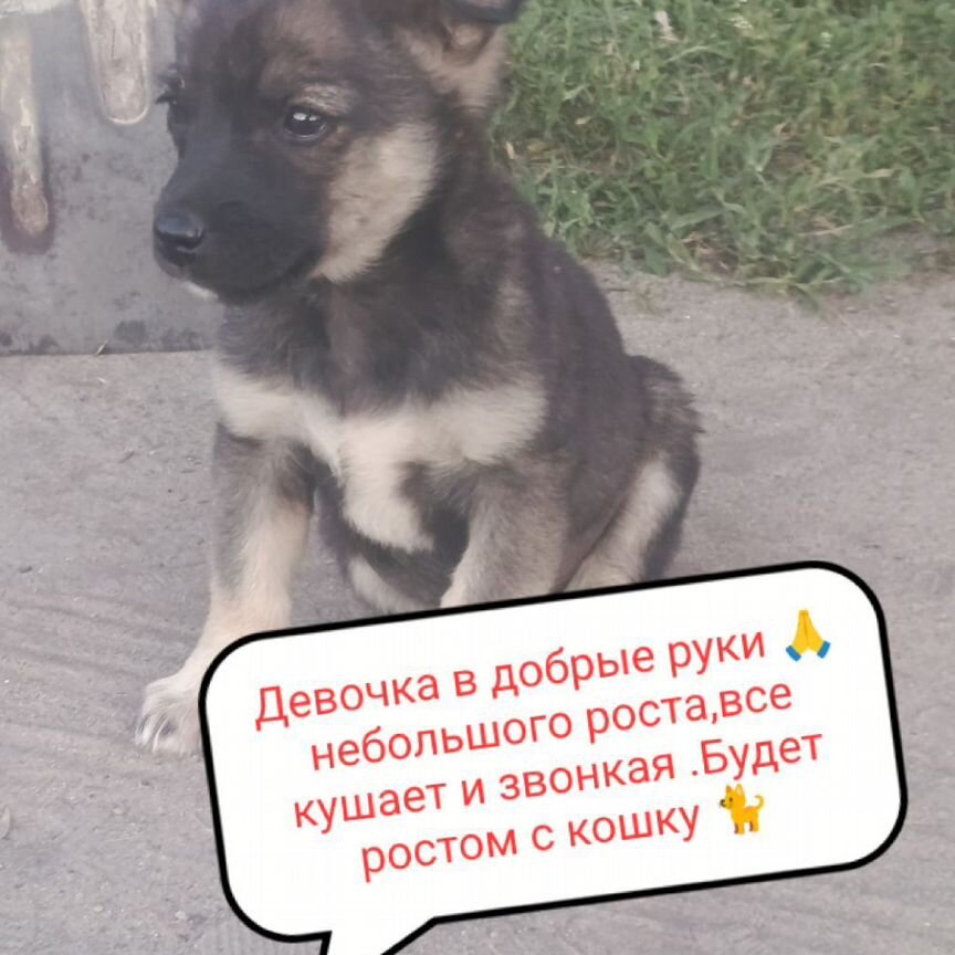 Щенок в добрые руки