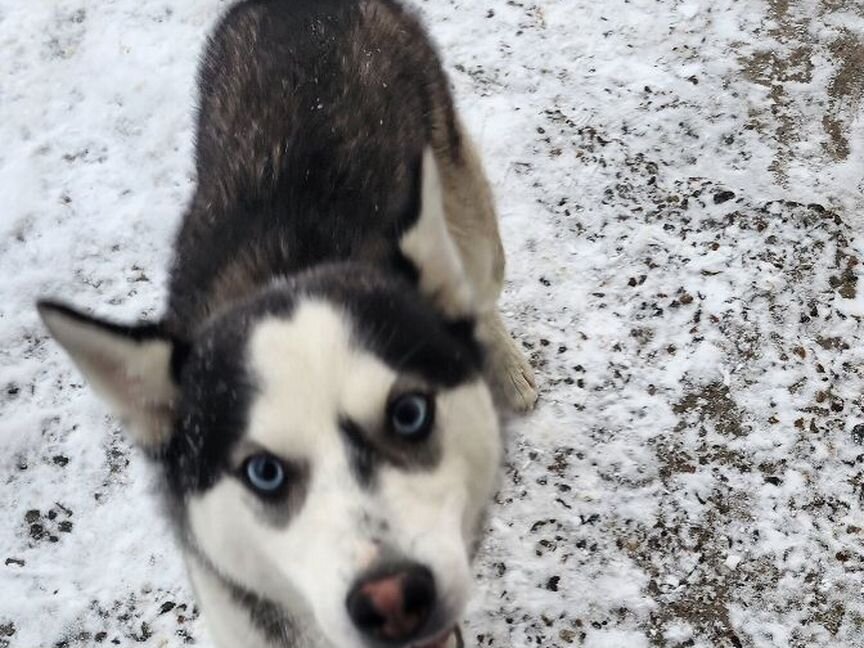 Найден породистый 5 месячный Сибирский хаски