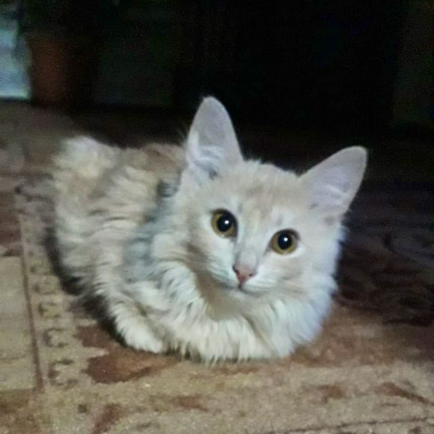 Котенок мальчик 3 месяца