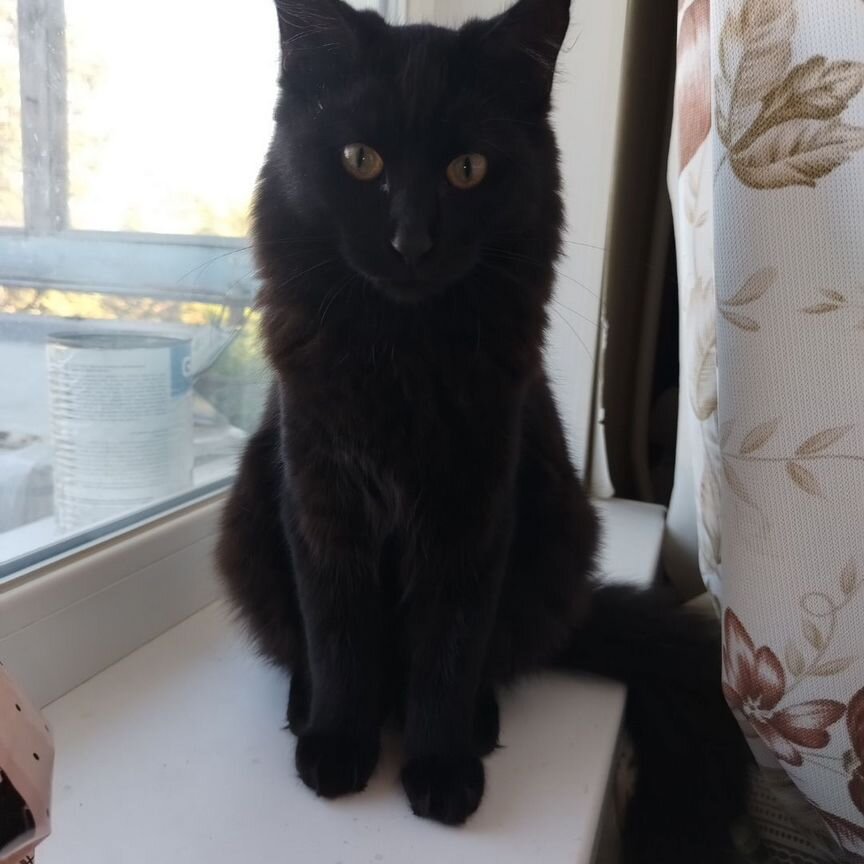 Котик в добрые руки