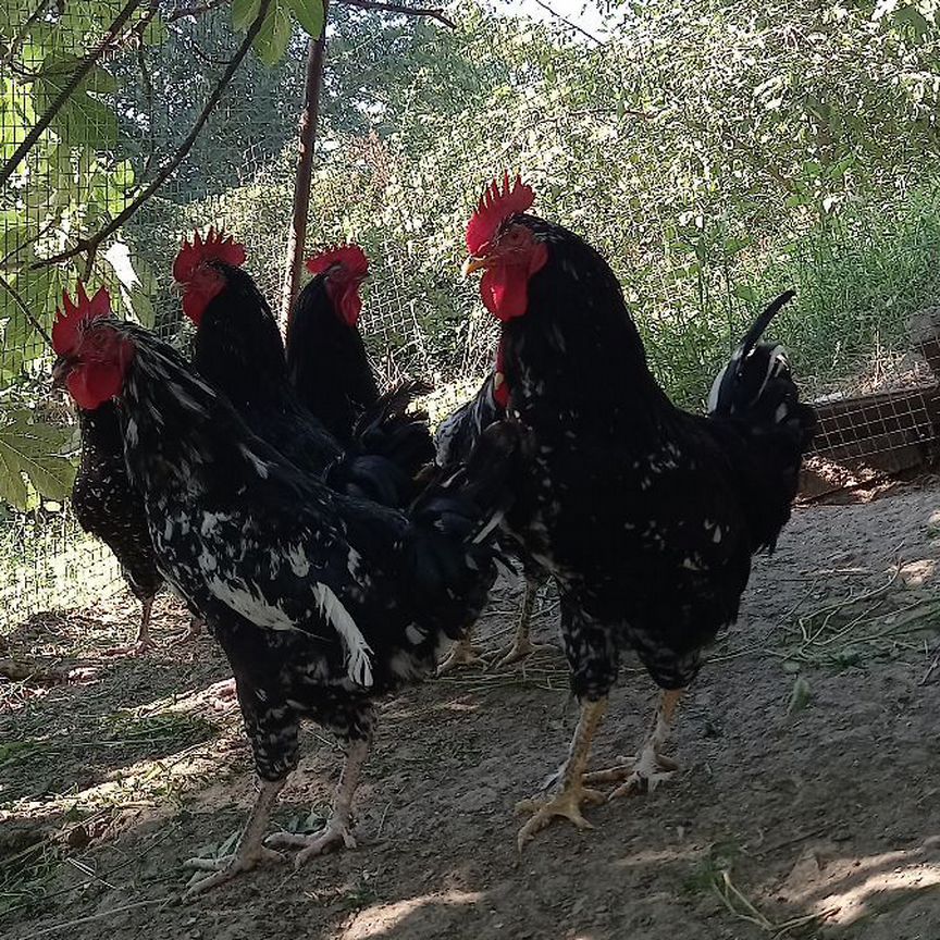 Продам молодых петухов породы Австролорп