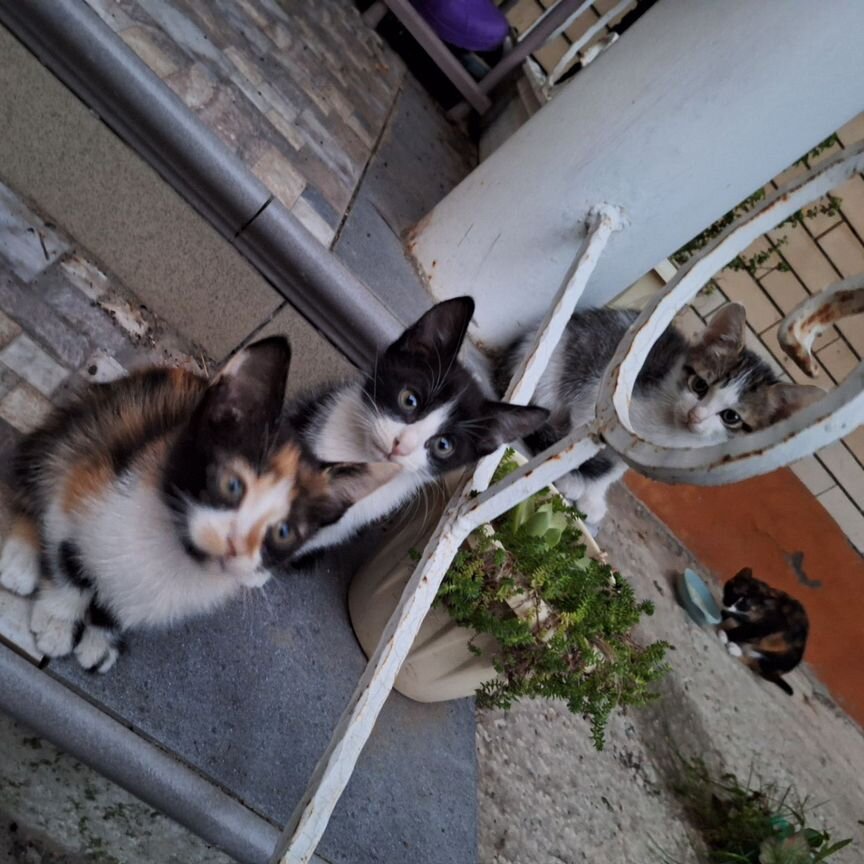 Котята в добрые руки бесплатно