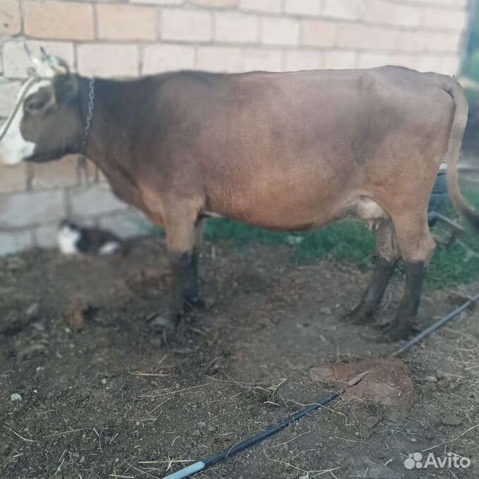 Корова высокоудойная,молочная порода