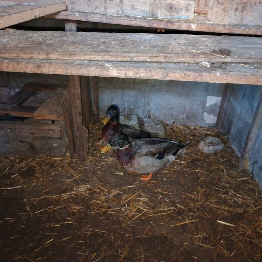 Продам подсадных уток