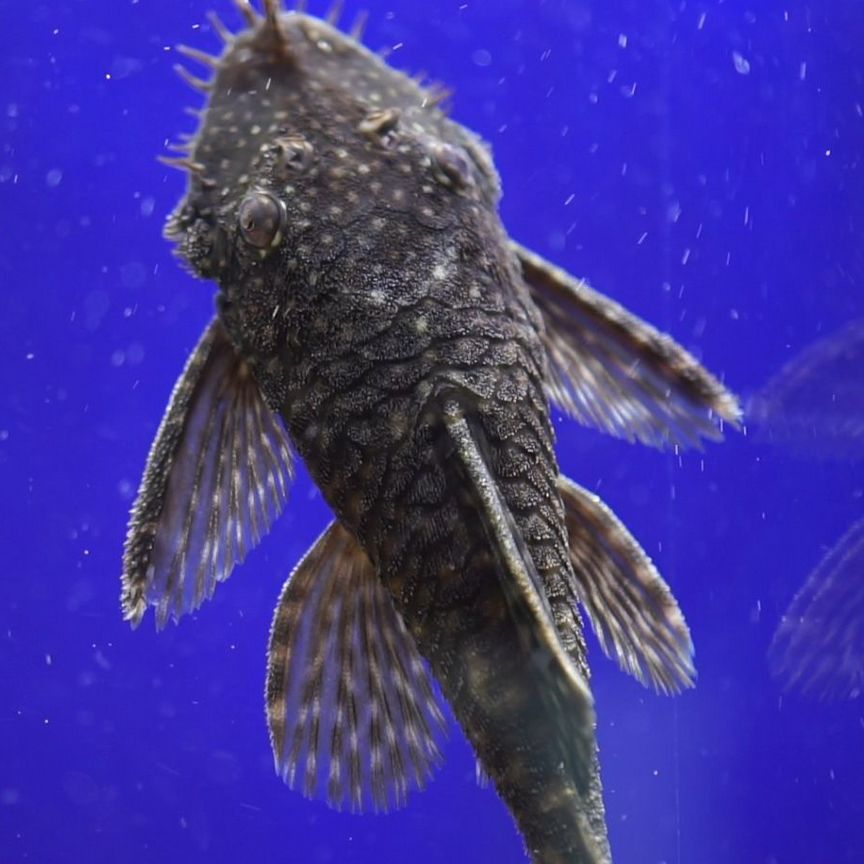 Анциструс тёмный